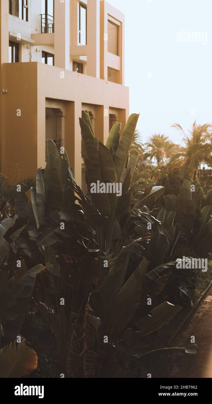 Vertical shot of plants outside a large building complex, artsy ...