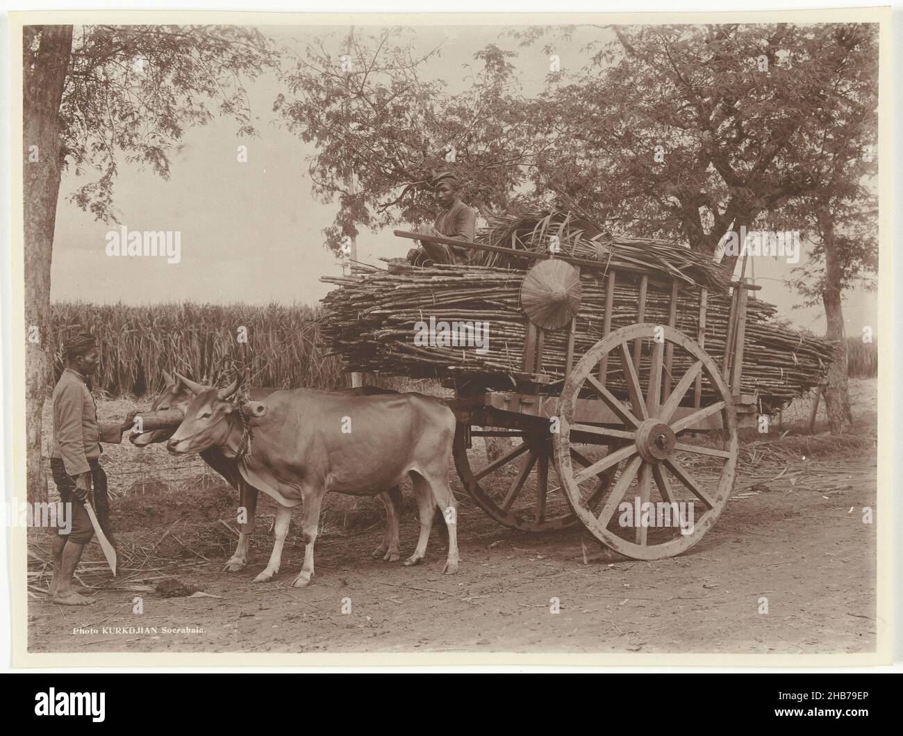 Cane transport, former Dutch East Indies, Two men are busy transporting ...