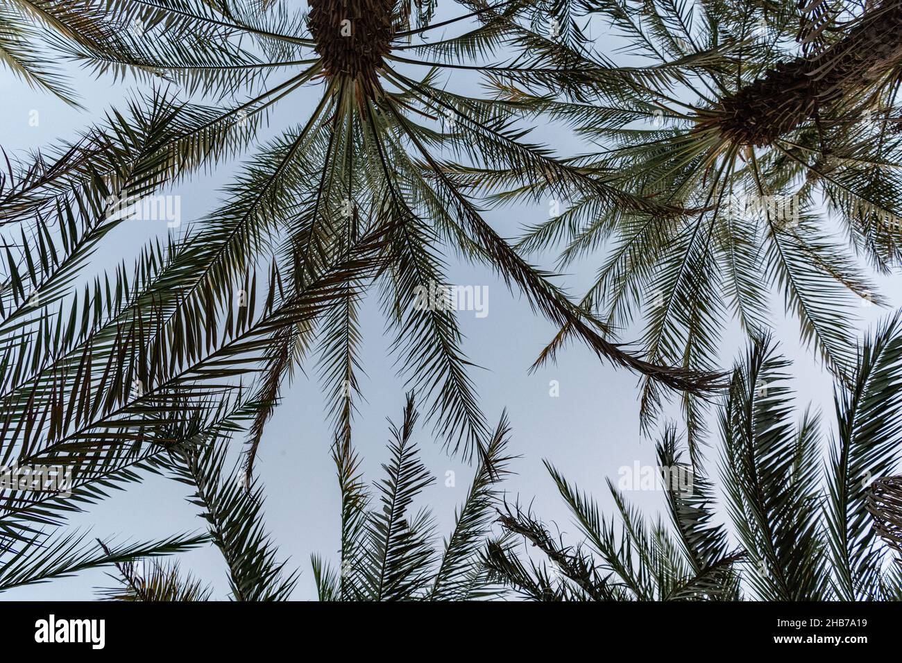 Date Farm in Oasis, Al Ain Stock Photo - Alamy