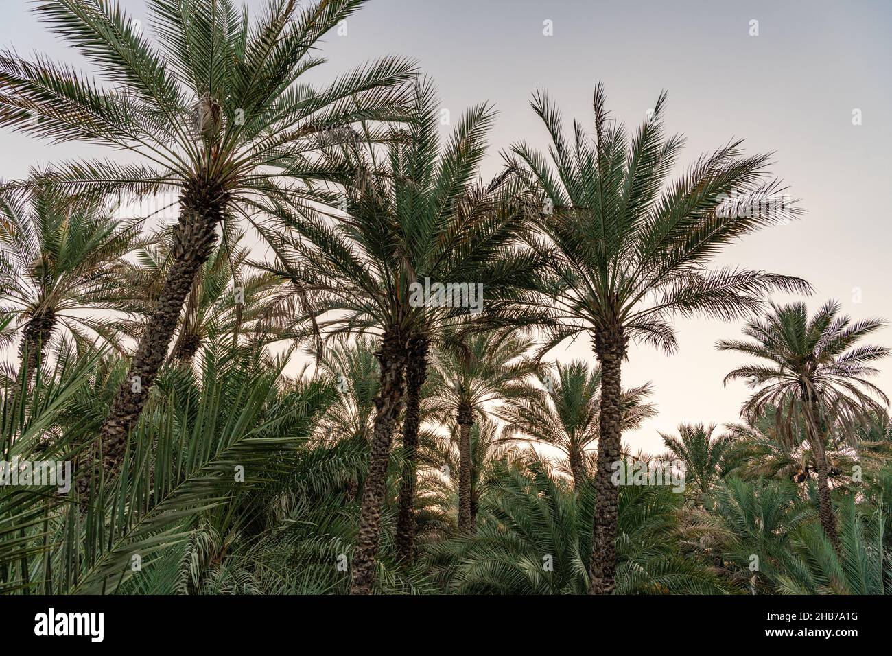 Date Farm in Oasis, Al Ain Stock Photo - Alamy