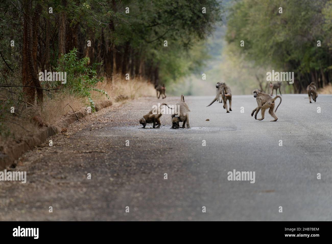 Monkeys in the street at daytime Stock Photo - Alamy