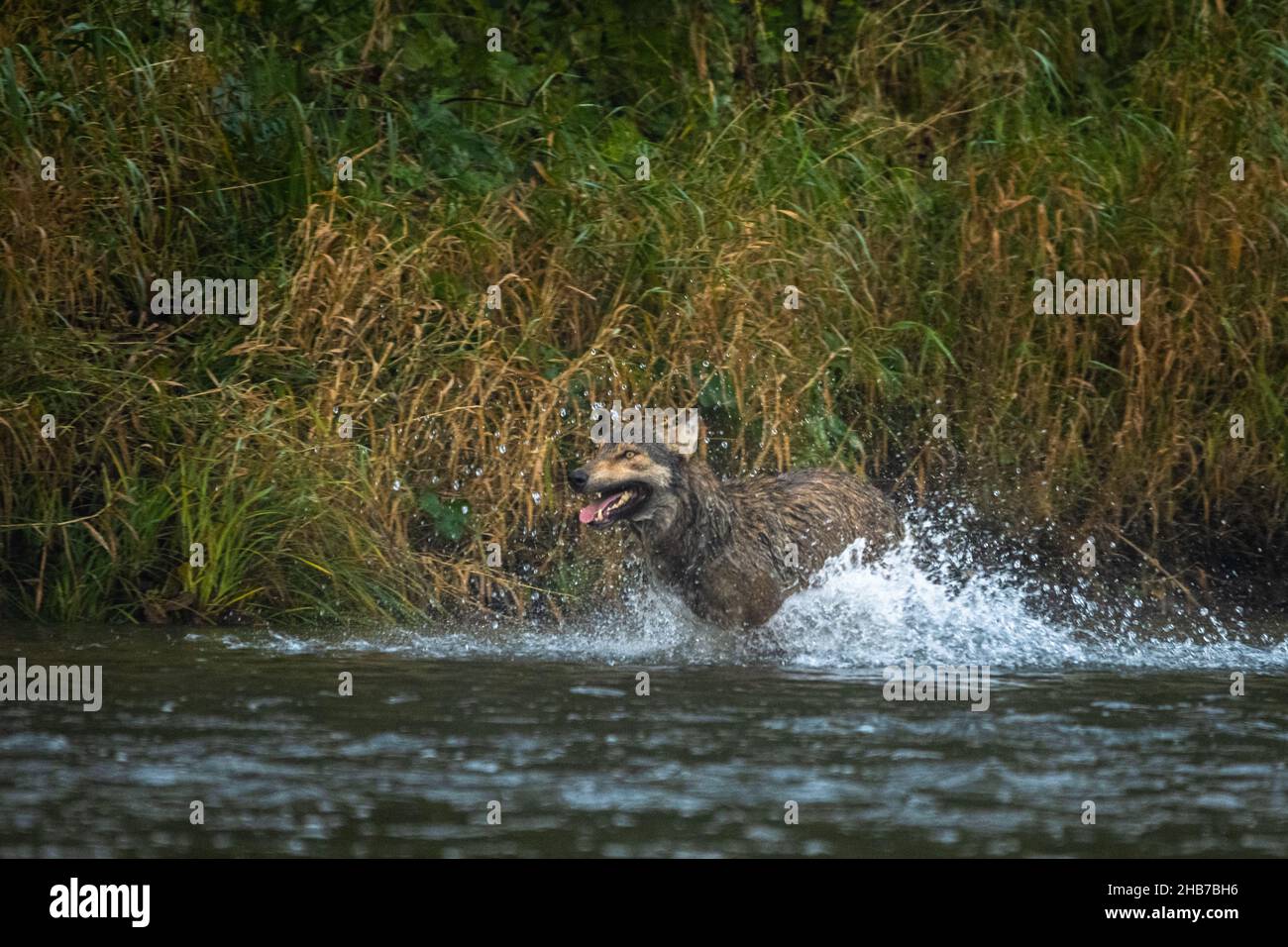 Grey Wolf (Canis lupus). The Bieszczady Mts., Carpathians, Poland Stock ...