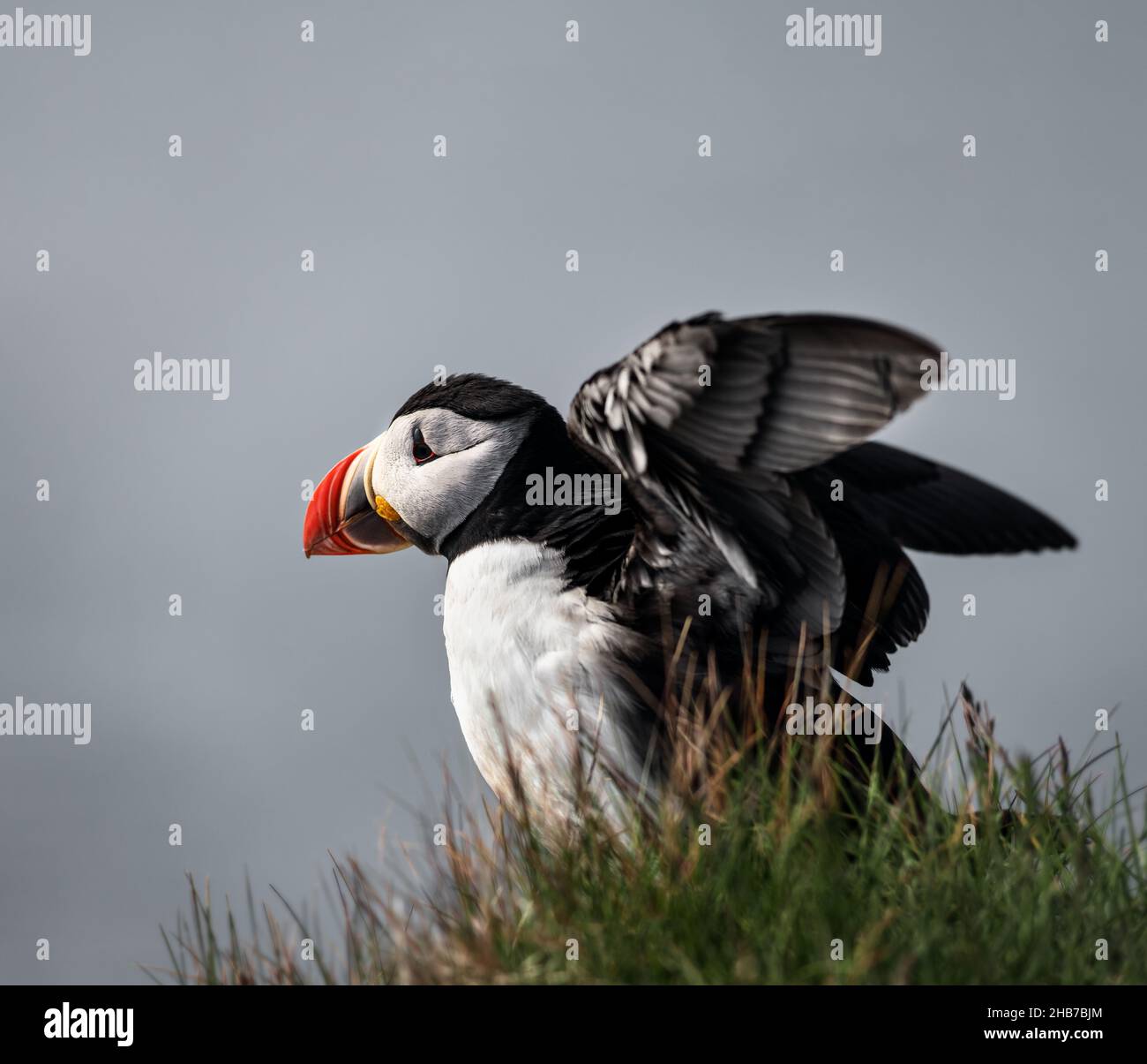 Arctic Puffin spreading its wings to take off at an icelandic cliff ...