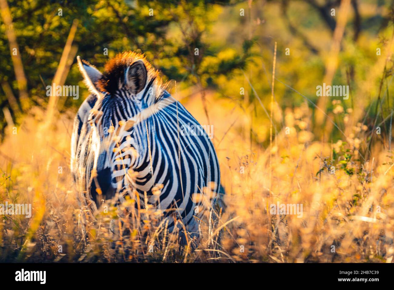 Zebra in the natural landscape Stock Photo - Alamy