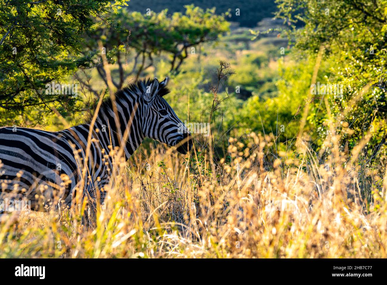 Zebra in the natural landscape Stock Photo - Alamy