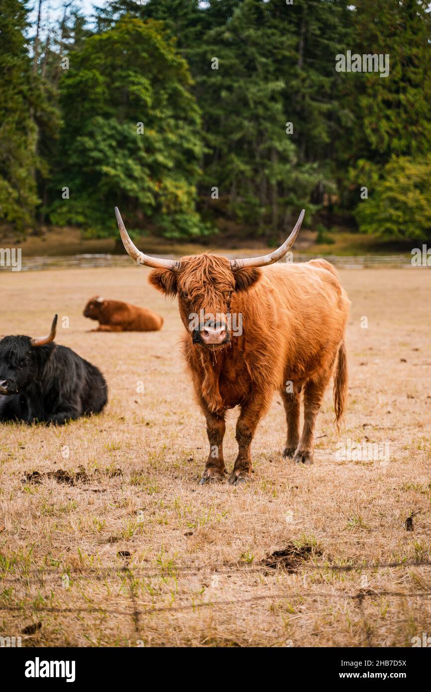 Vertical shot brown bull hi-res stock photography and images - Alamy
