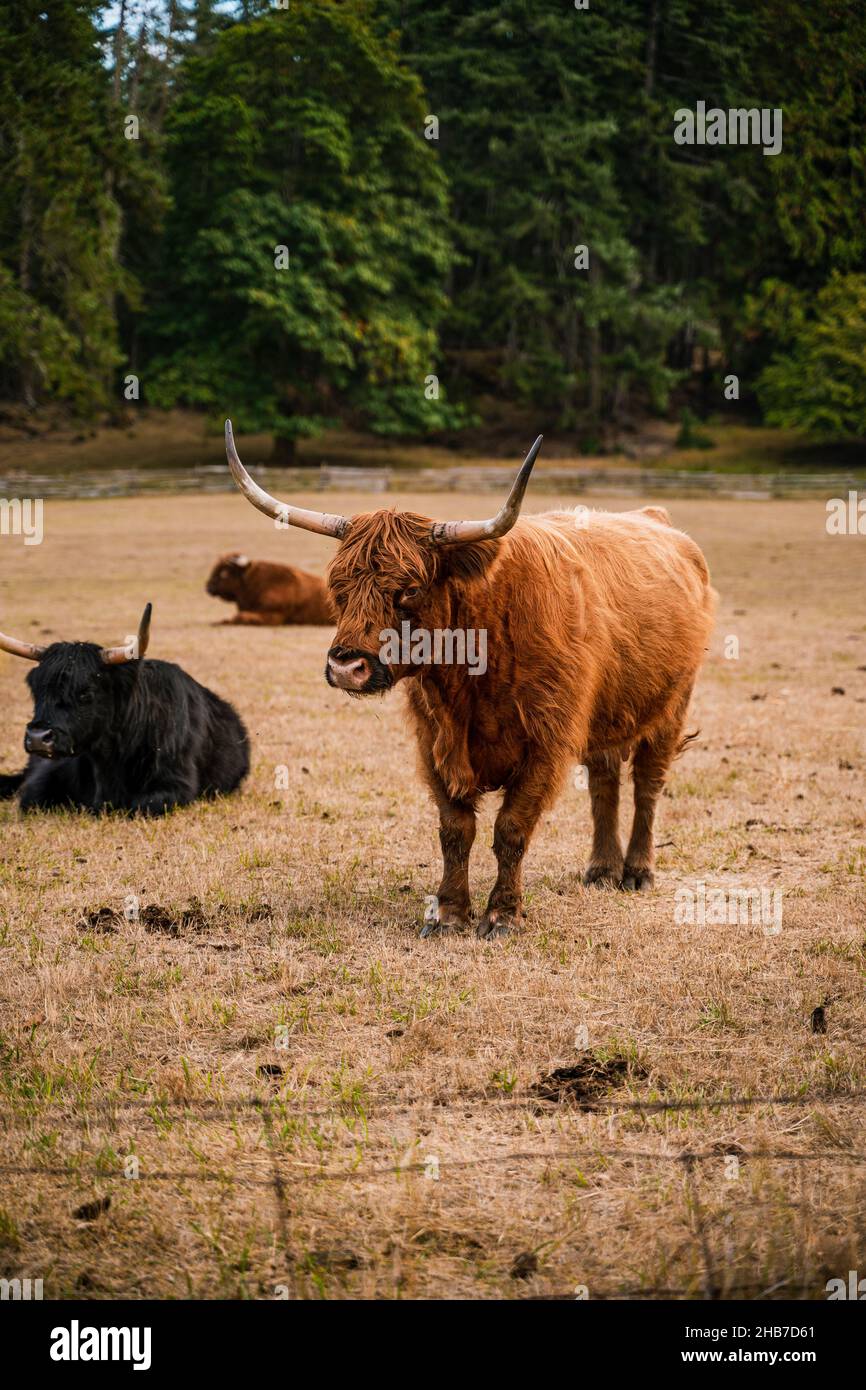 Vertical shot brown bull hi-res stock photography and images - Alamy