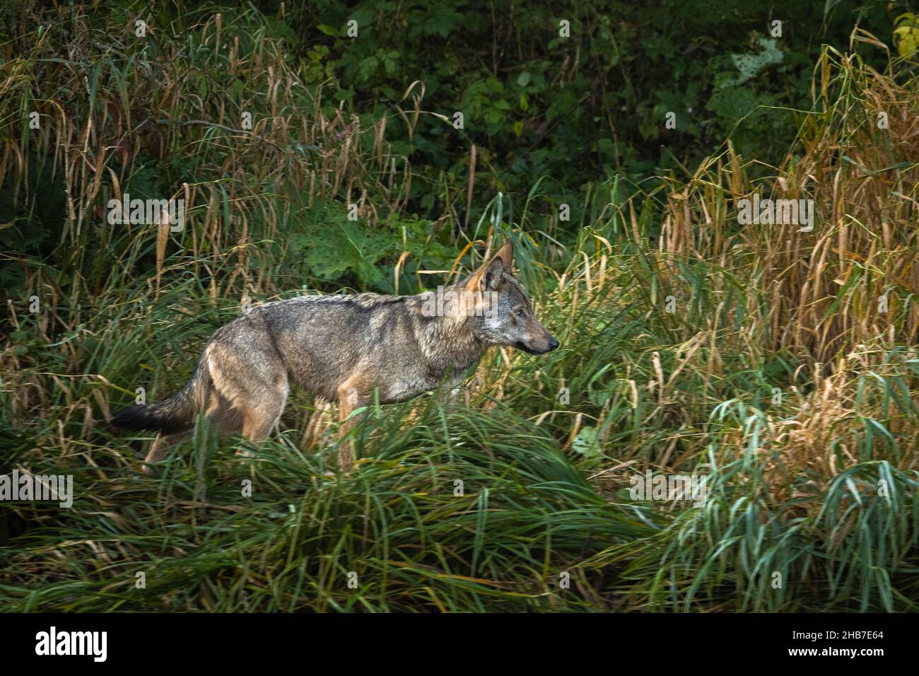 Grey Wolf (Canis lupus). The Bieszczady Mts., Carpathians, Poland Stock ...