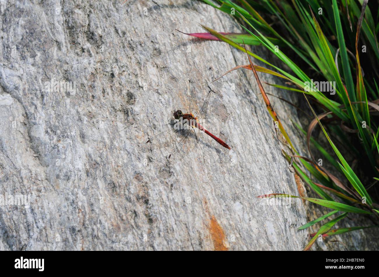 Closeup of a ruddy darter dragonfly on a stone surface Stock Photo - Alamy