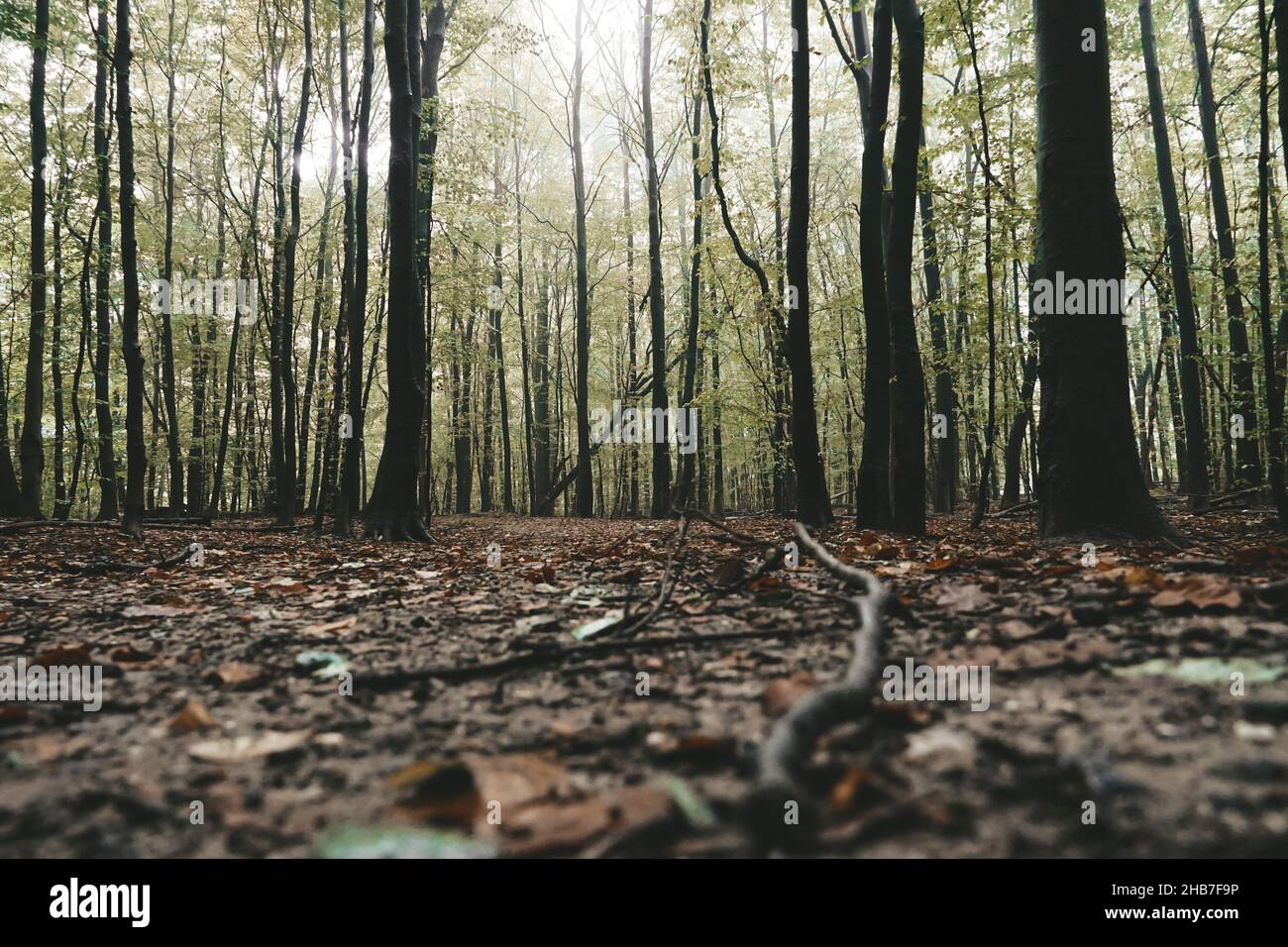 Fascinating forest view / Perfect wallpaper Stock Photo - Alamy