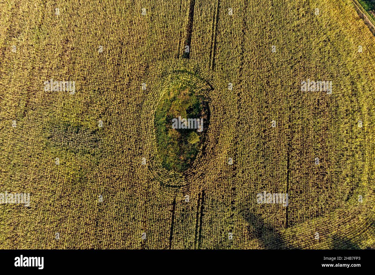 Agricultural field with uncultivated land in the center Stock Photo - Alamy