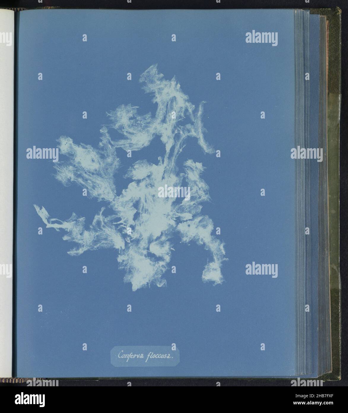 Conferva floccosa hi-res stock photography and images - Alamy