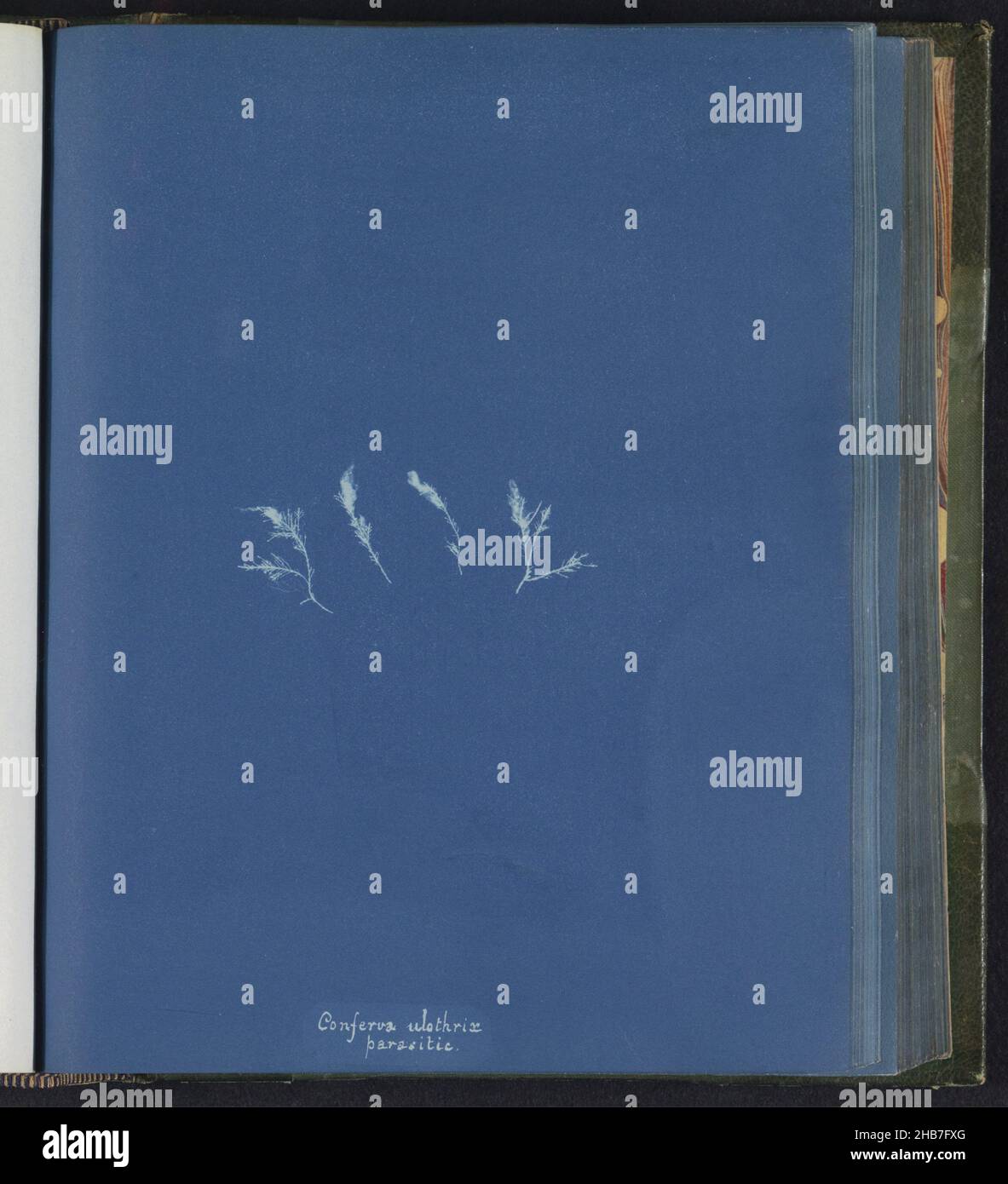 Conferva ulothrix hi-res stock photography and images - Alamy