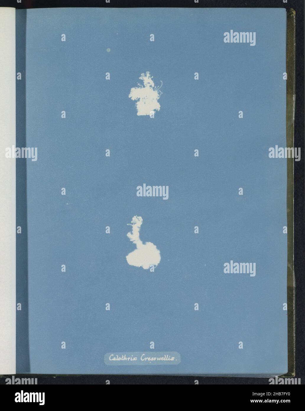 Calothrix cresswelliae hi-res stock photography and images - Alamy