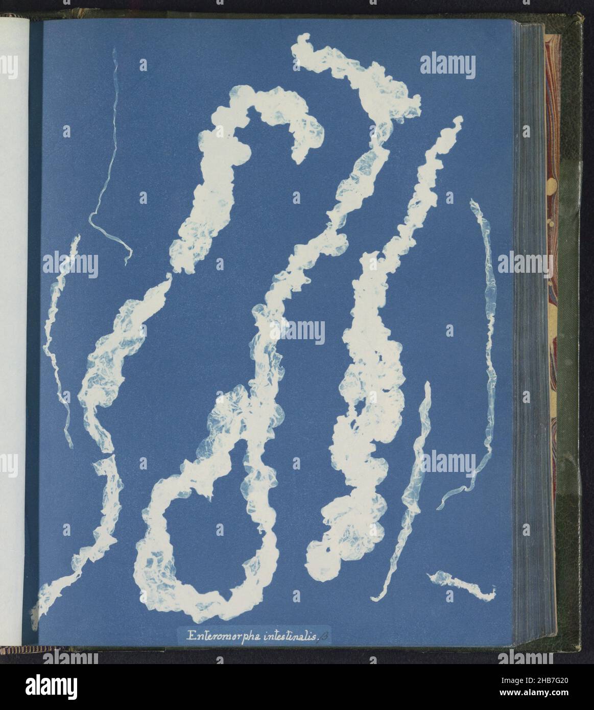 Enteromorpha intestinalis hi-res stock photography and images - Alamy