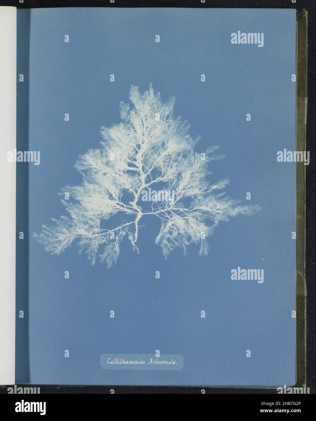 Callithamnion arbuscular hi-res stock photography and images - Alamy