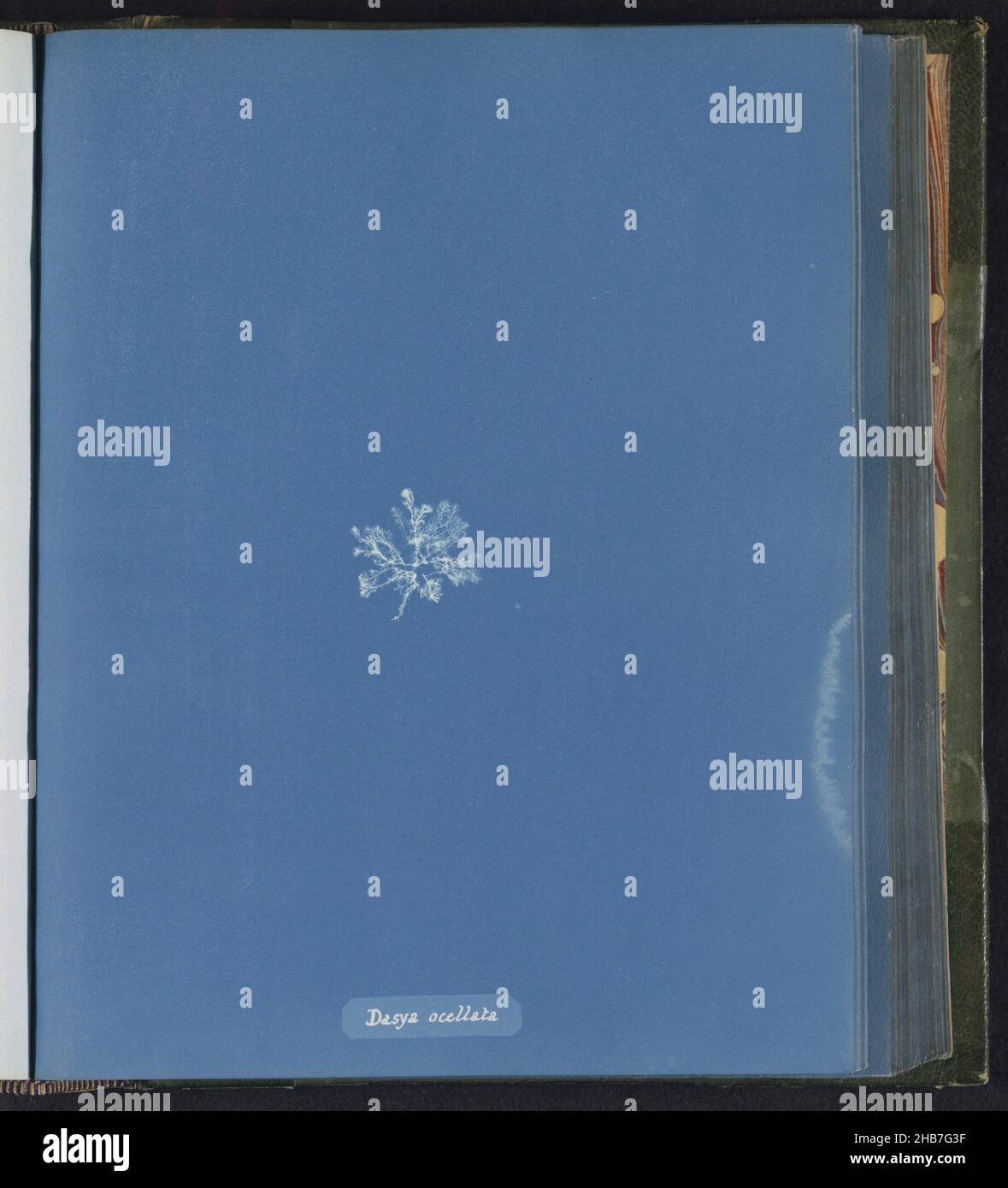 Dasya ocellata hi-res stock photography and images - Alamy