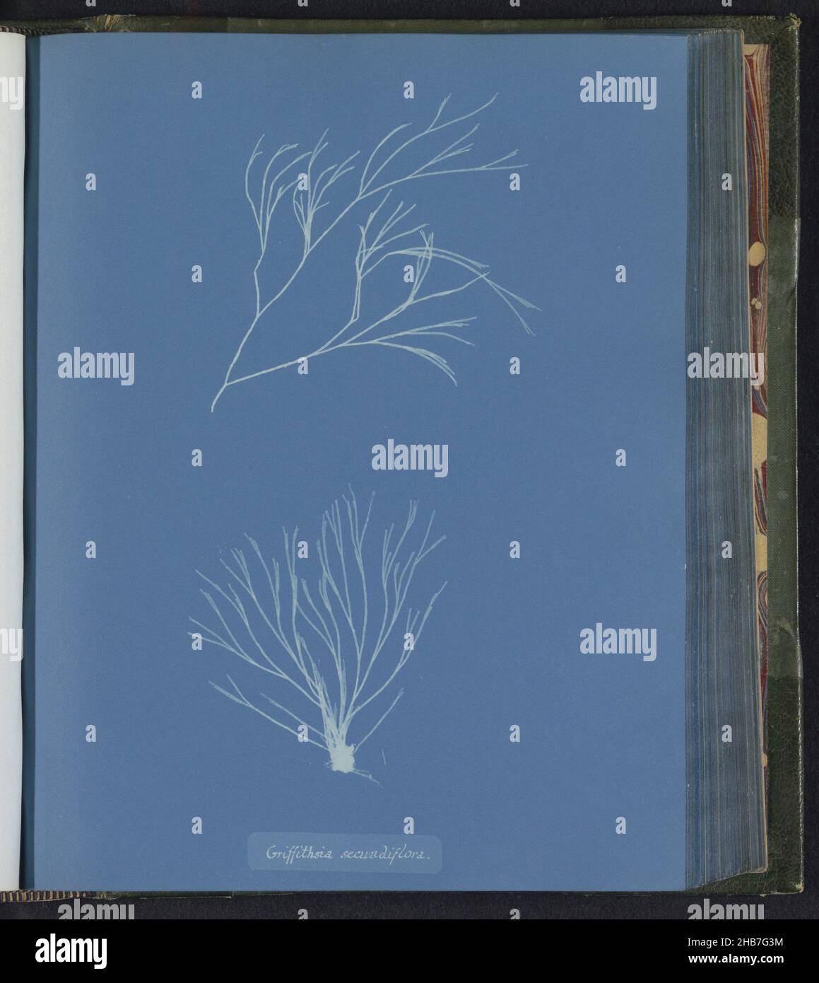 Griffithsia secundiflora hi-res stock photography and images - Alamy