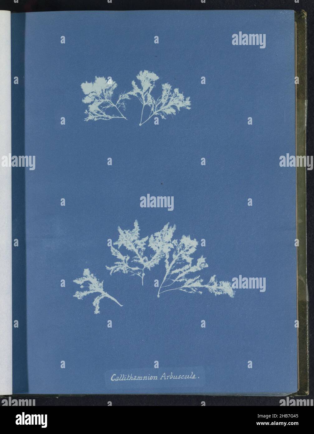 Callithamnion arbuscular hi-res stock photography and images - Alamy