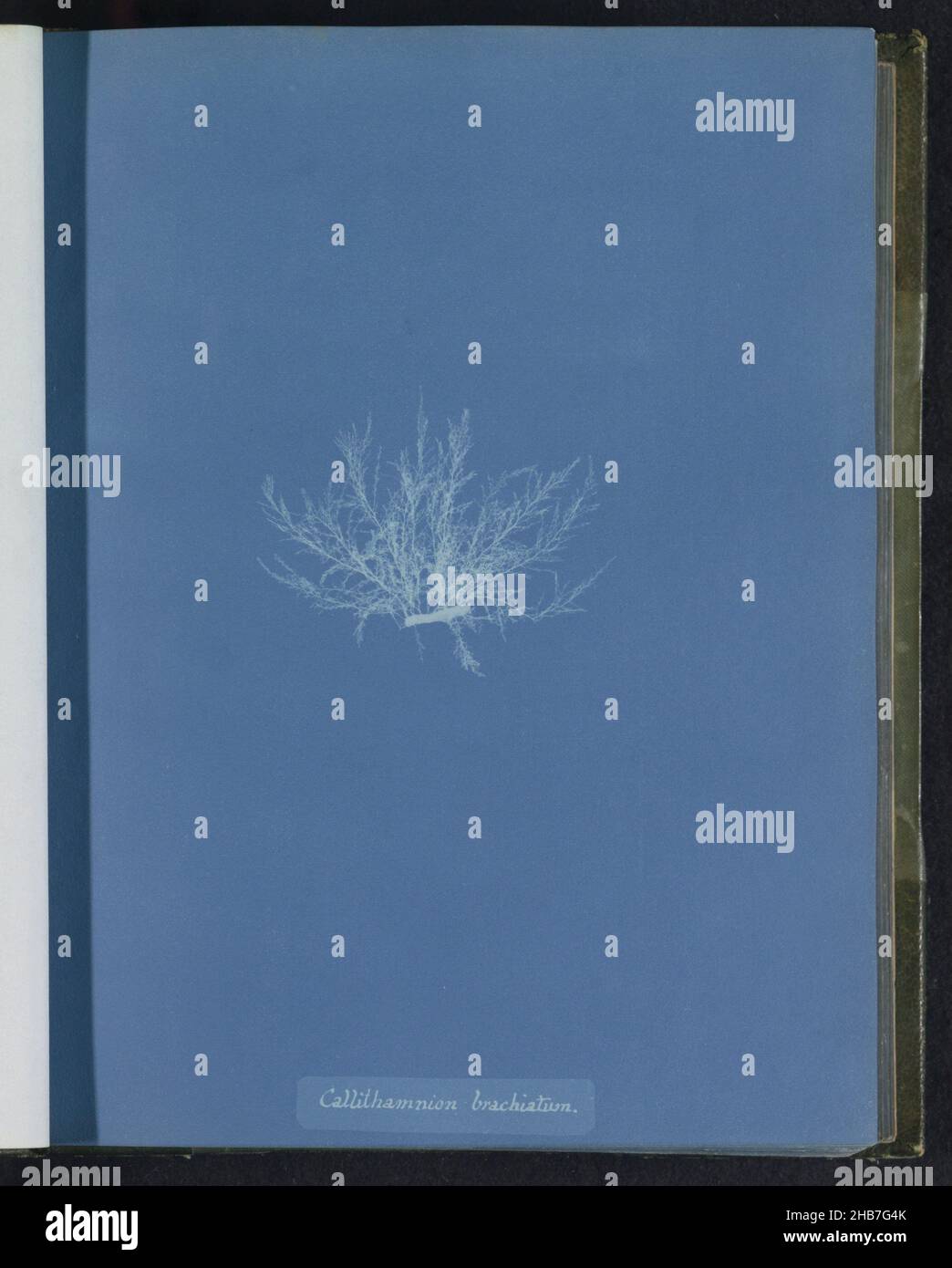 Callithamnion brachiatum hi-res stock photography and images - Alamy