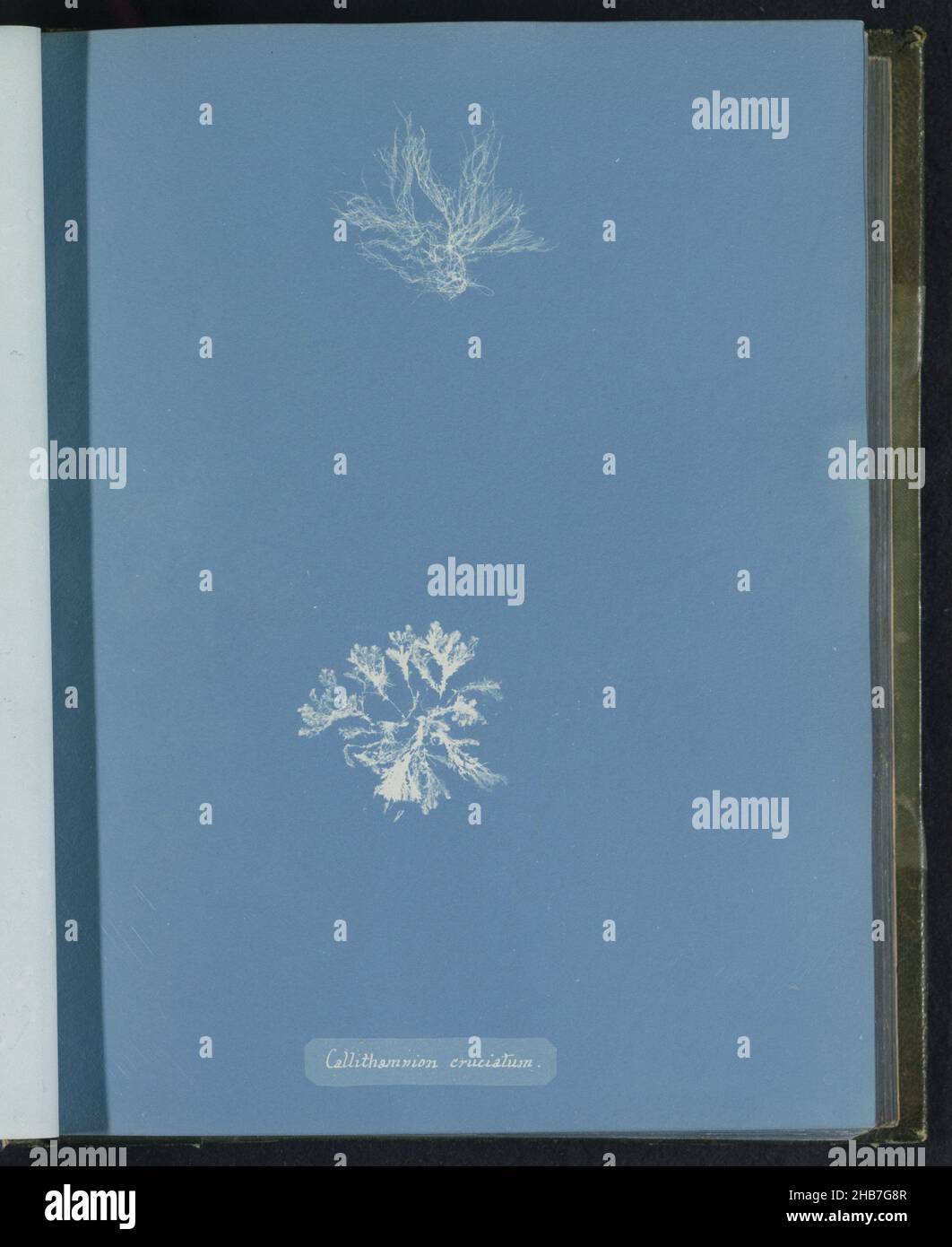 Callithamnion cruciatum hi-res stock photography and images - Alamy