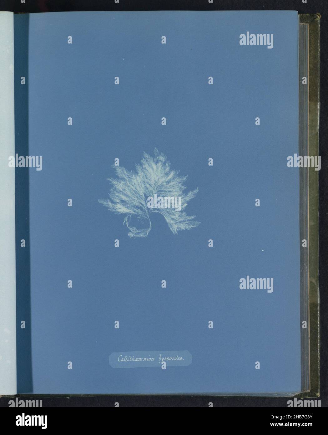 Callithamnion byssoides hi-res stock photography and images - Alamy