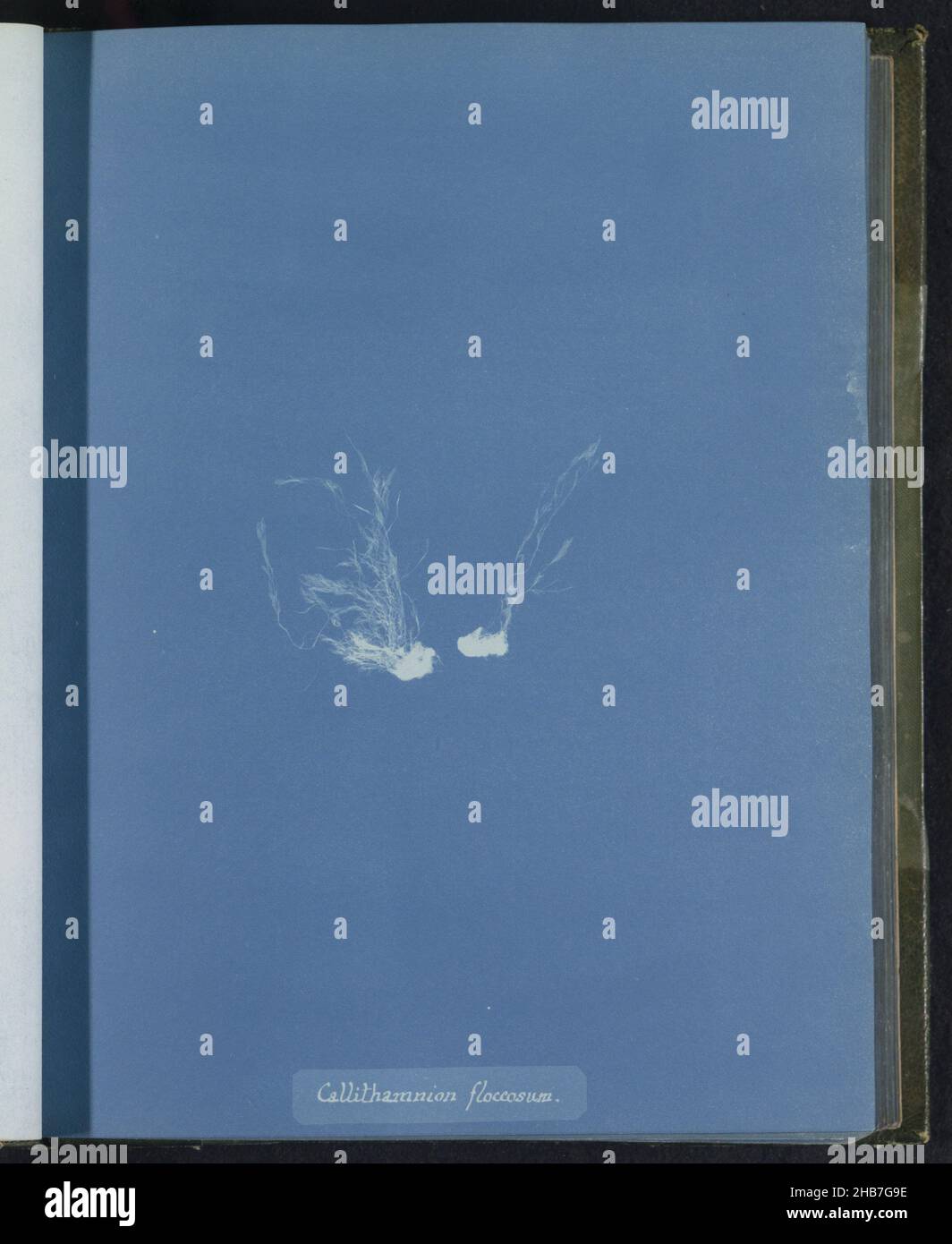 Callithamnion floccosum hi-res stock photography and images - Alamy