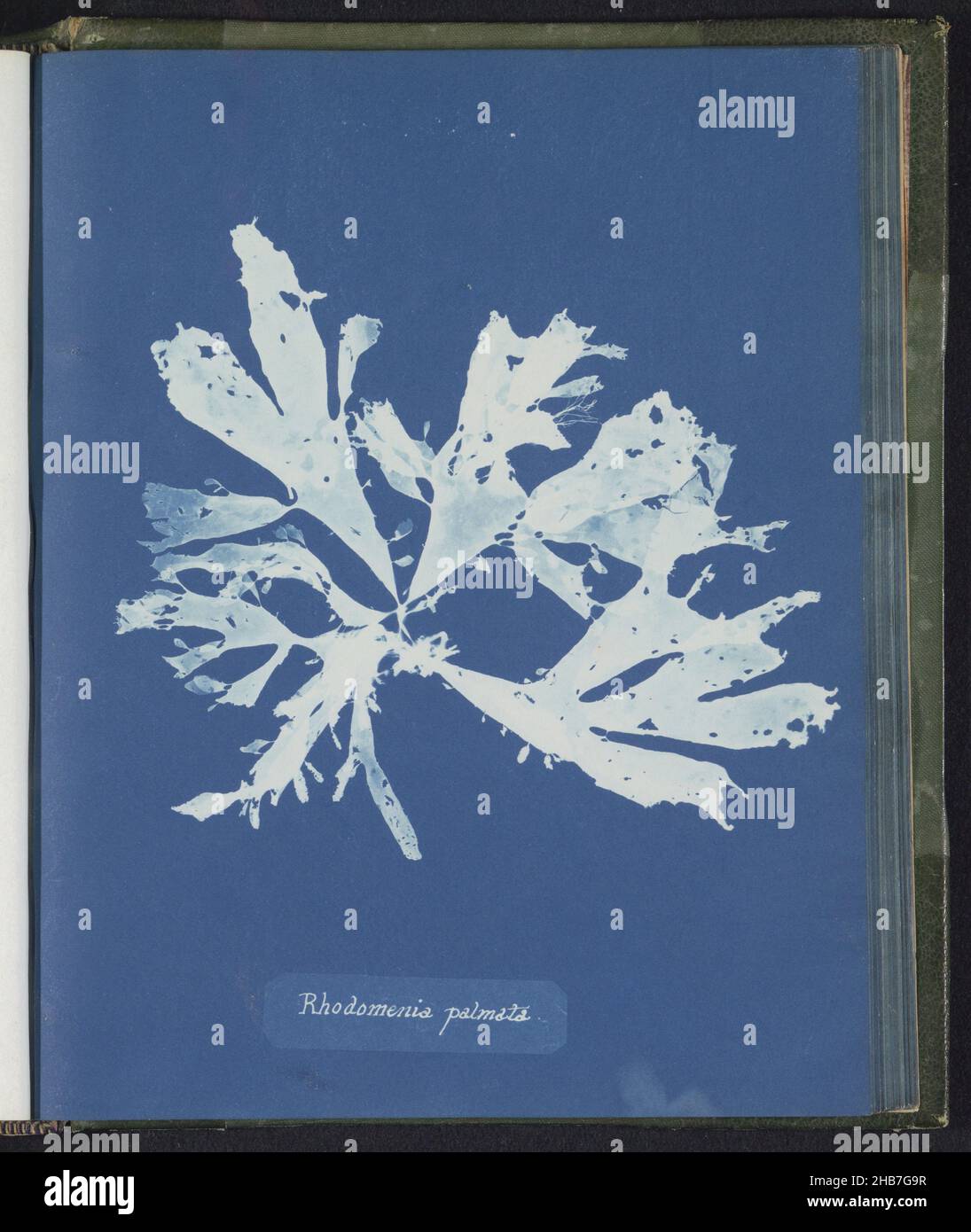 Rhodomenia palmata hi-res stock photography and images - Alamy