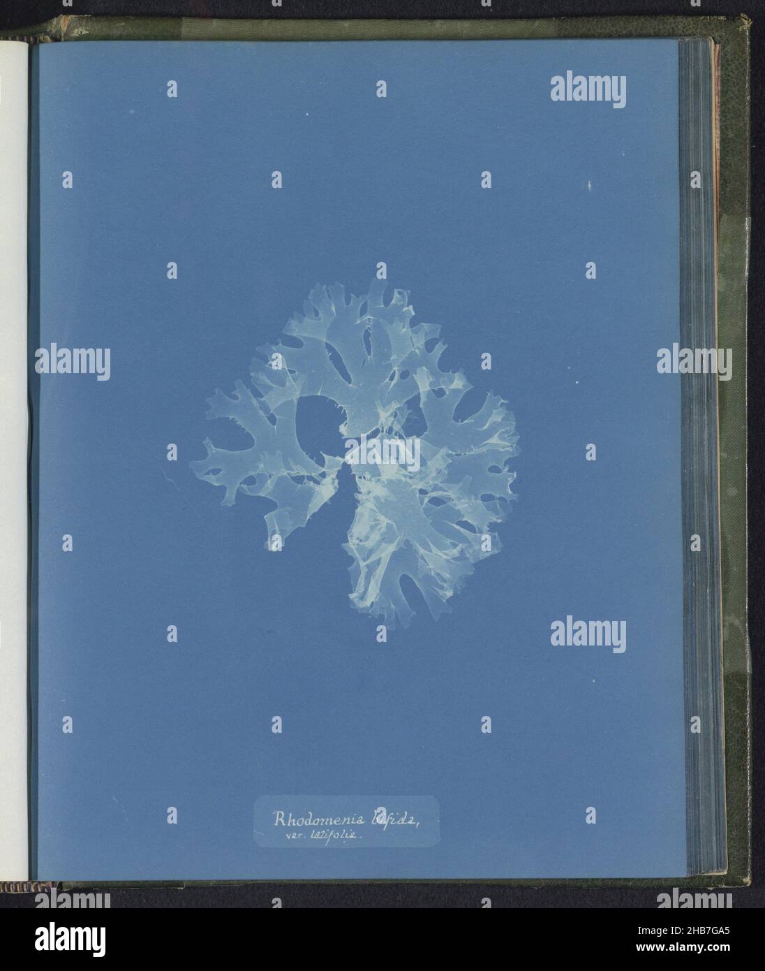 Rhodomenia bifida hi-res stock photography and images - Alamy