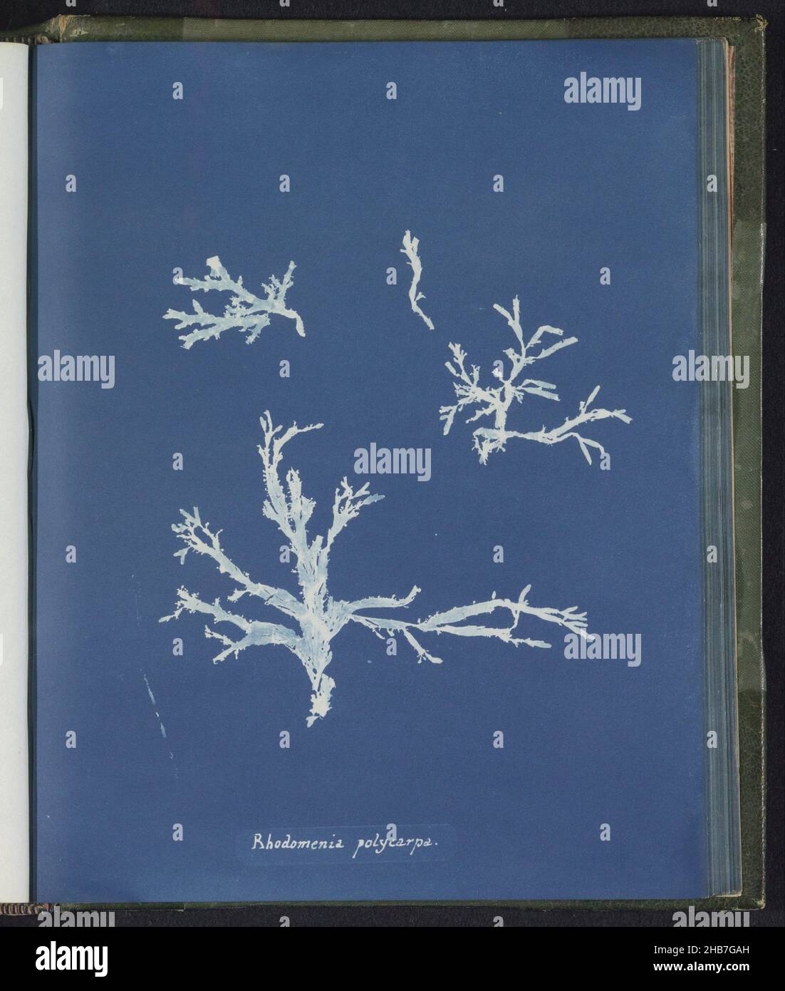 Rhodomenia polycarpa [= Rhodymenia polycarpa], Anna Atkins, United ...
