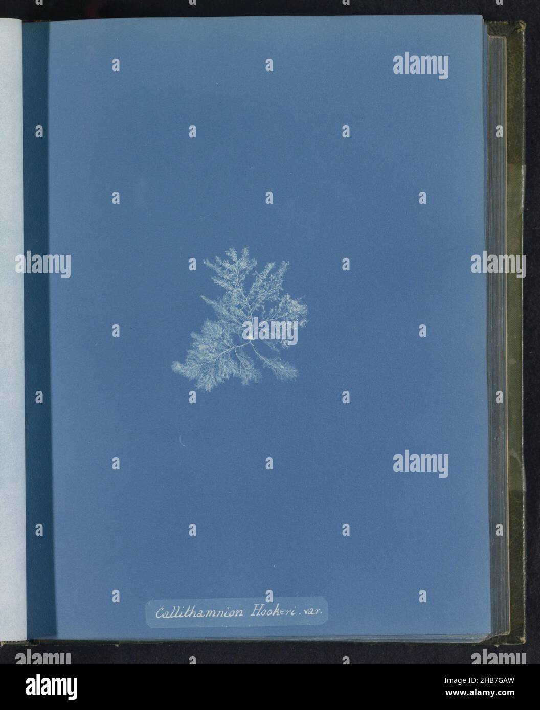 Callithamnion hookeri var hi-res stock photography and images - Alamy