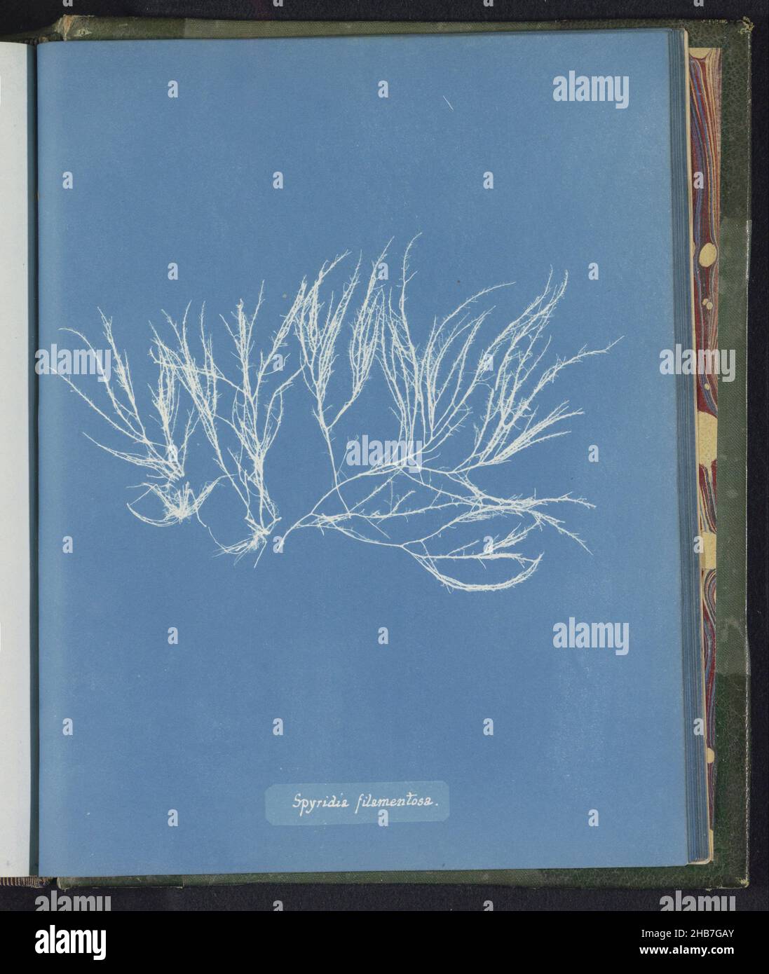 Spyridia hi-res stock photography and images - Alamy