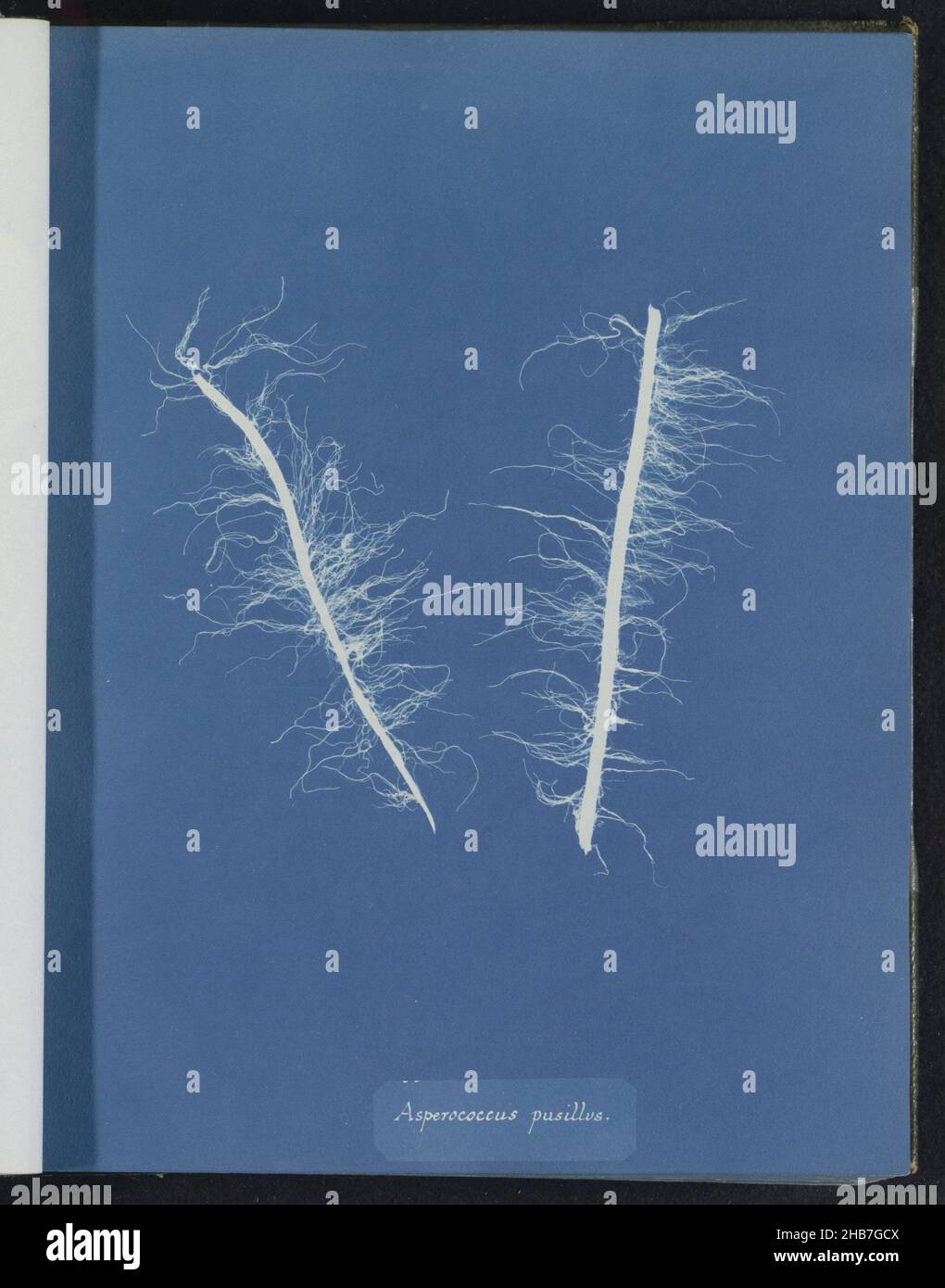 Asperococcus pusillus hi-res stock photography and images - Alamy