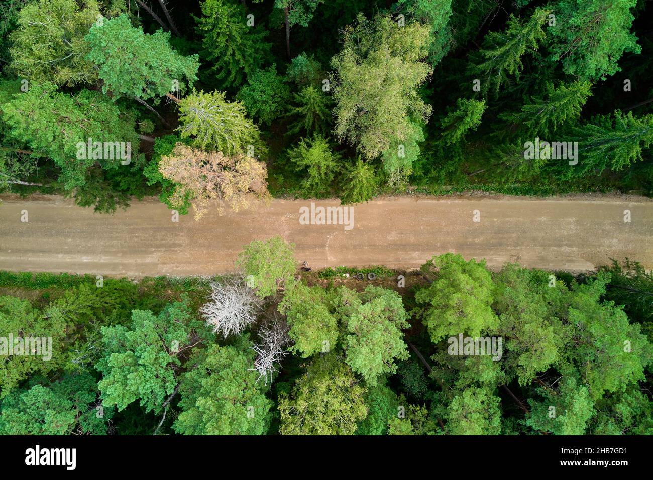 Bright green forest hi-res stock photography and images - Alamy