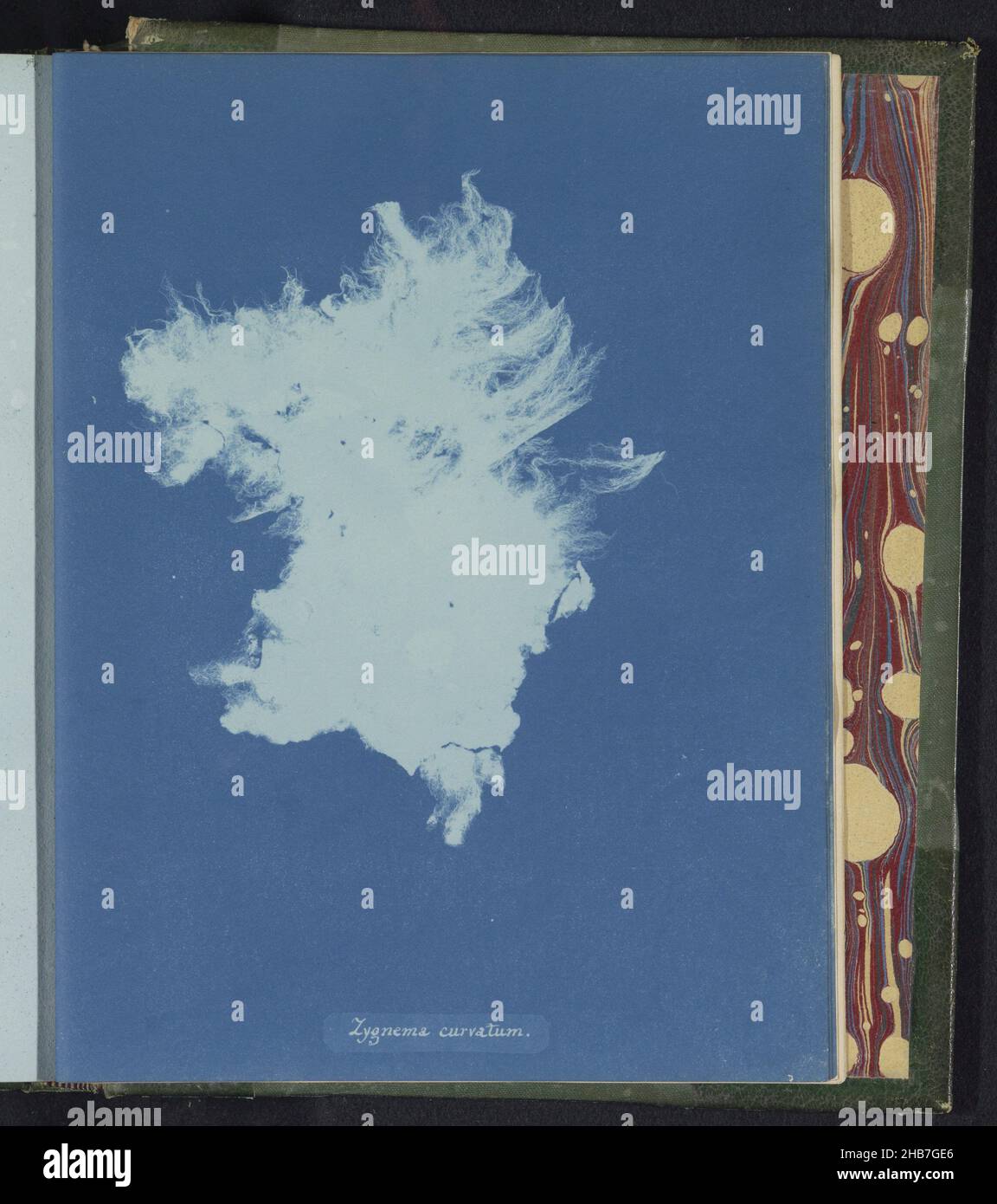 Zygnema curvatum hi-res stock photography and images - Alamy