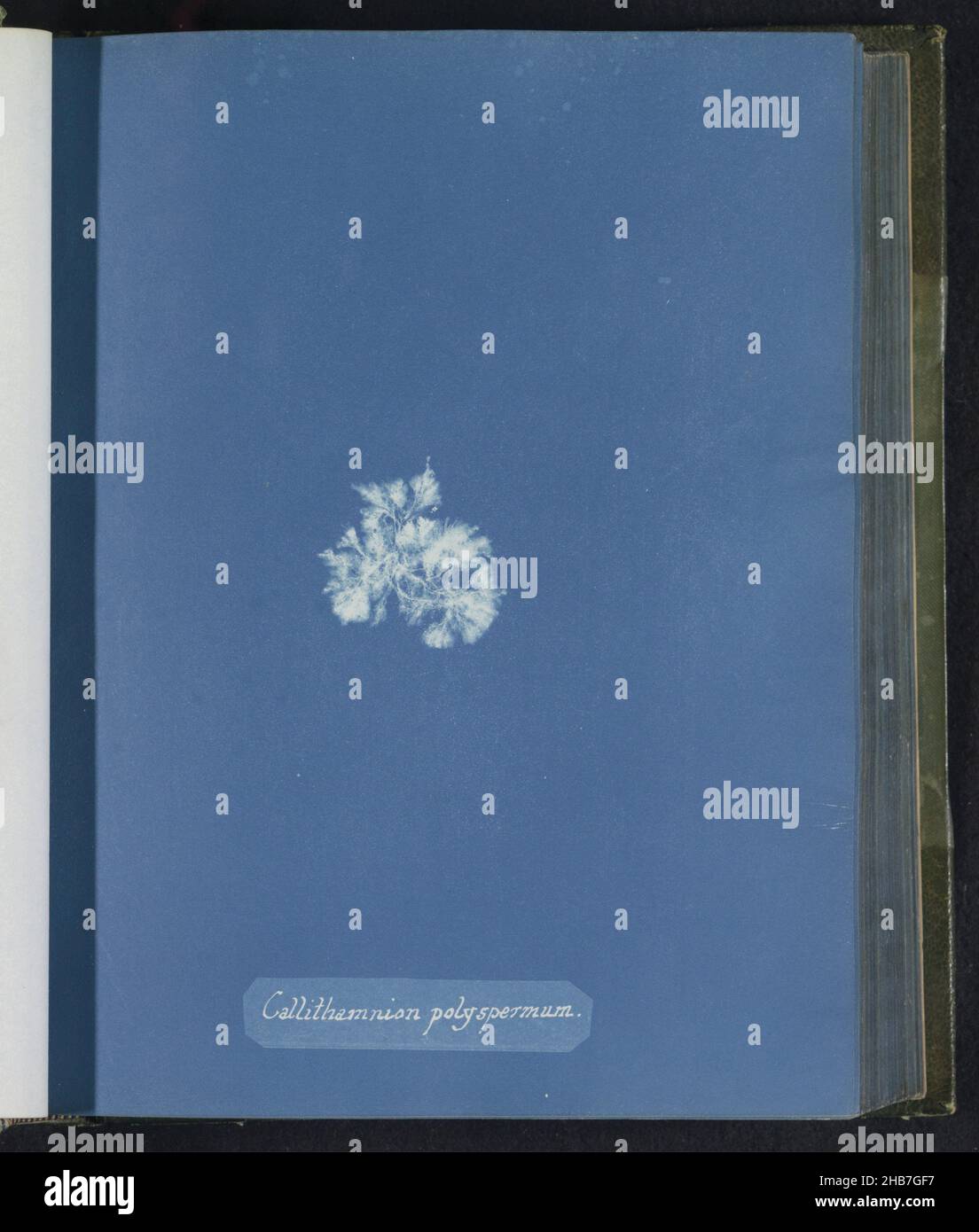 Callithamnion polyspermum hi-res stock photography and images - Alamy