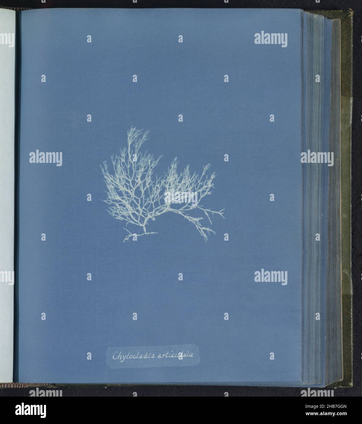 Articulata hi-res stock photography and images - Alamy