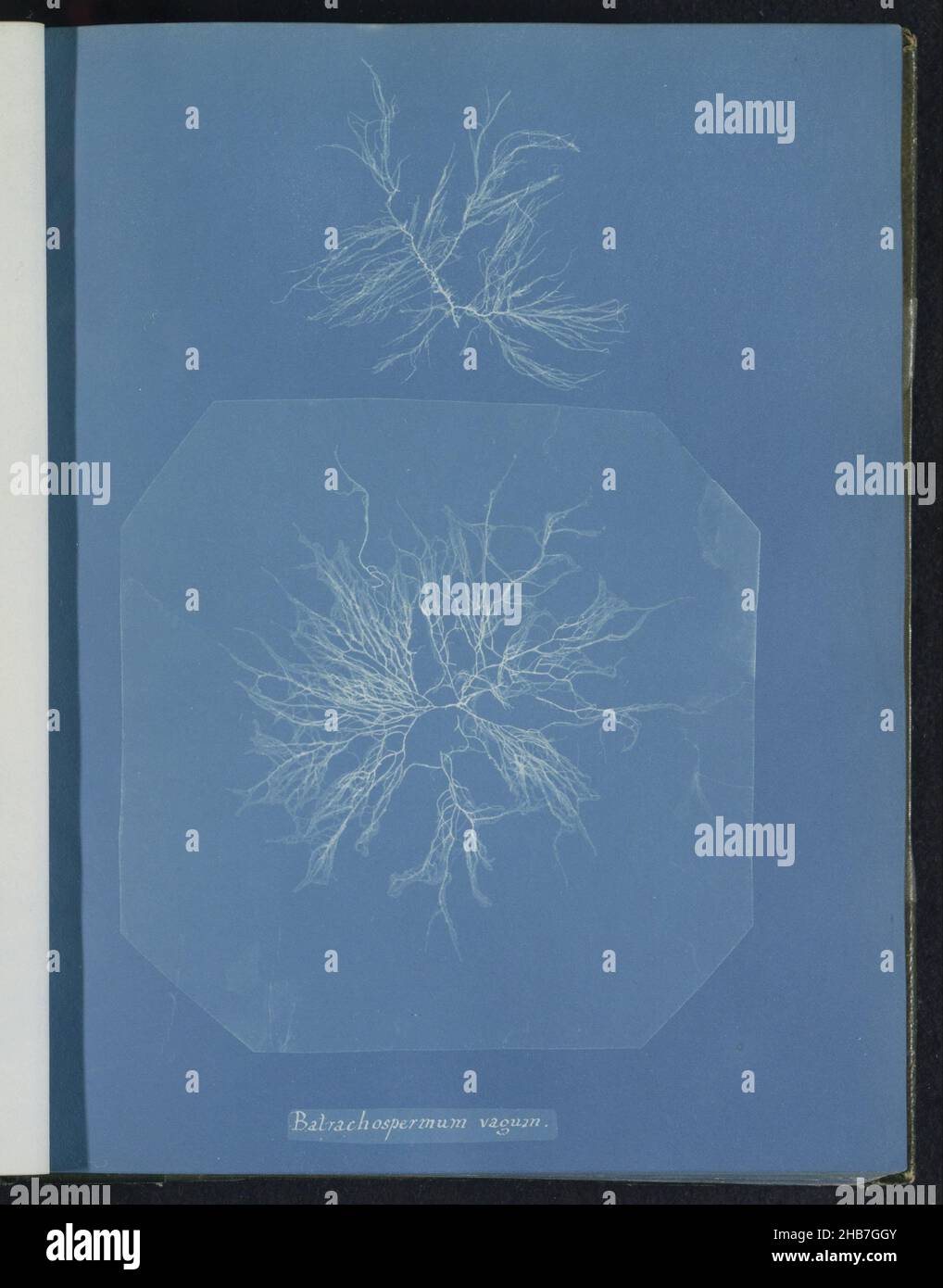 Batrachospermum vagum hi-res stock photography and images - Alamy