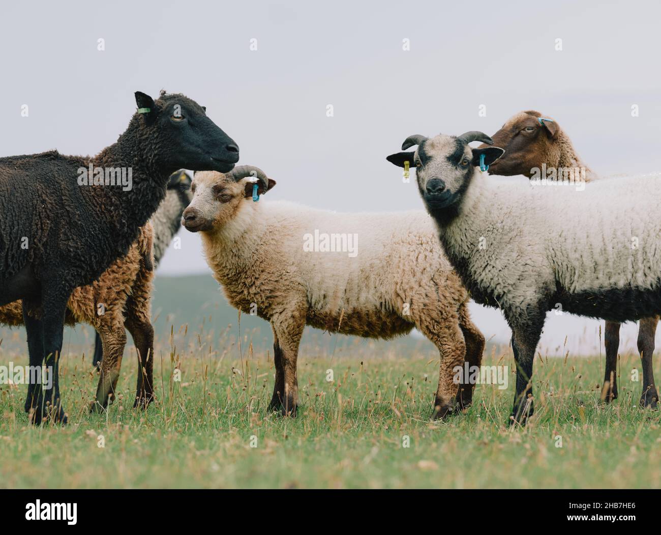 Ewes and lambs Shetland sheep breed in the Scottish West Highland coast ...
