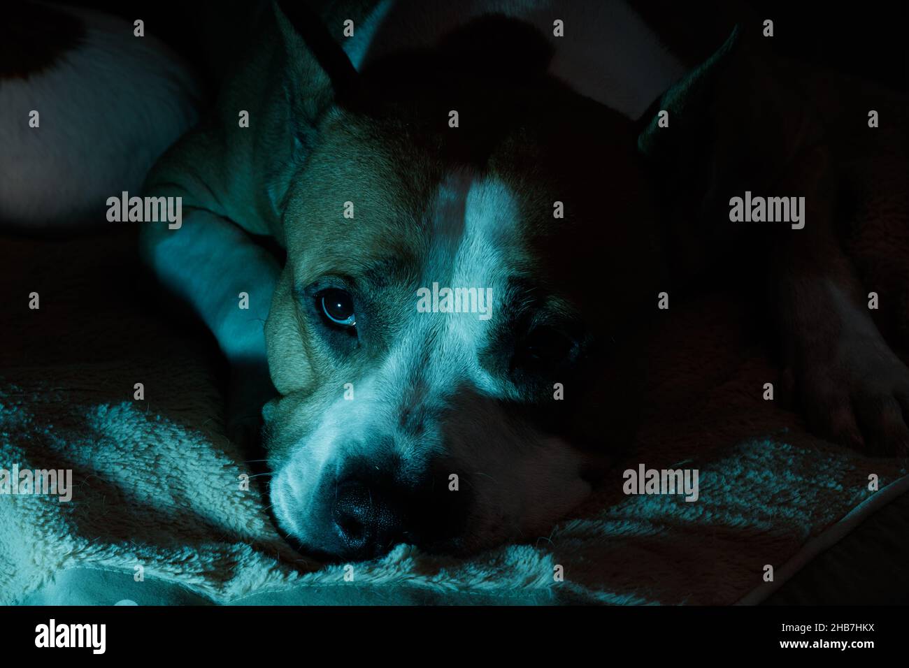 Dog watches tv hi-res stock photography and images - Alamy