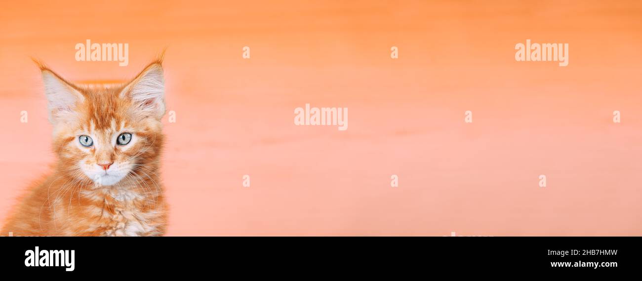 Small Kitten Face Copy Space Background In Calming Coral Color ...