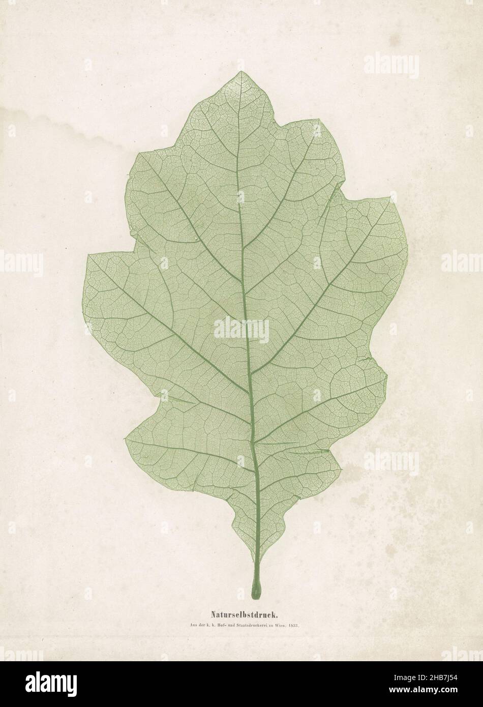 Staatsdruckerei vienna hi-res stock photography and images - Alamy