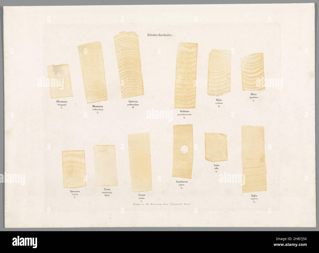 Cross-sections of twelve types of wood, Sheet from series of 12 ...