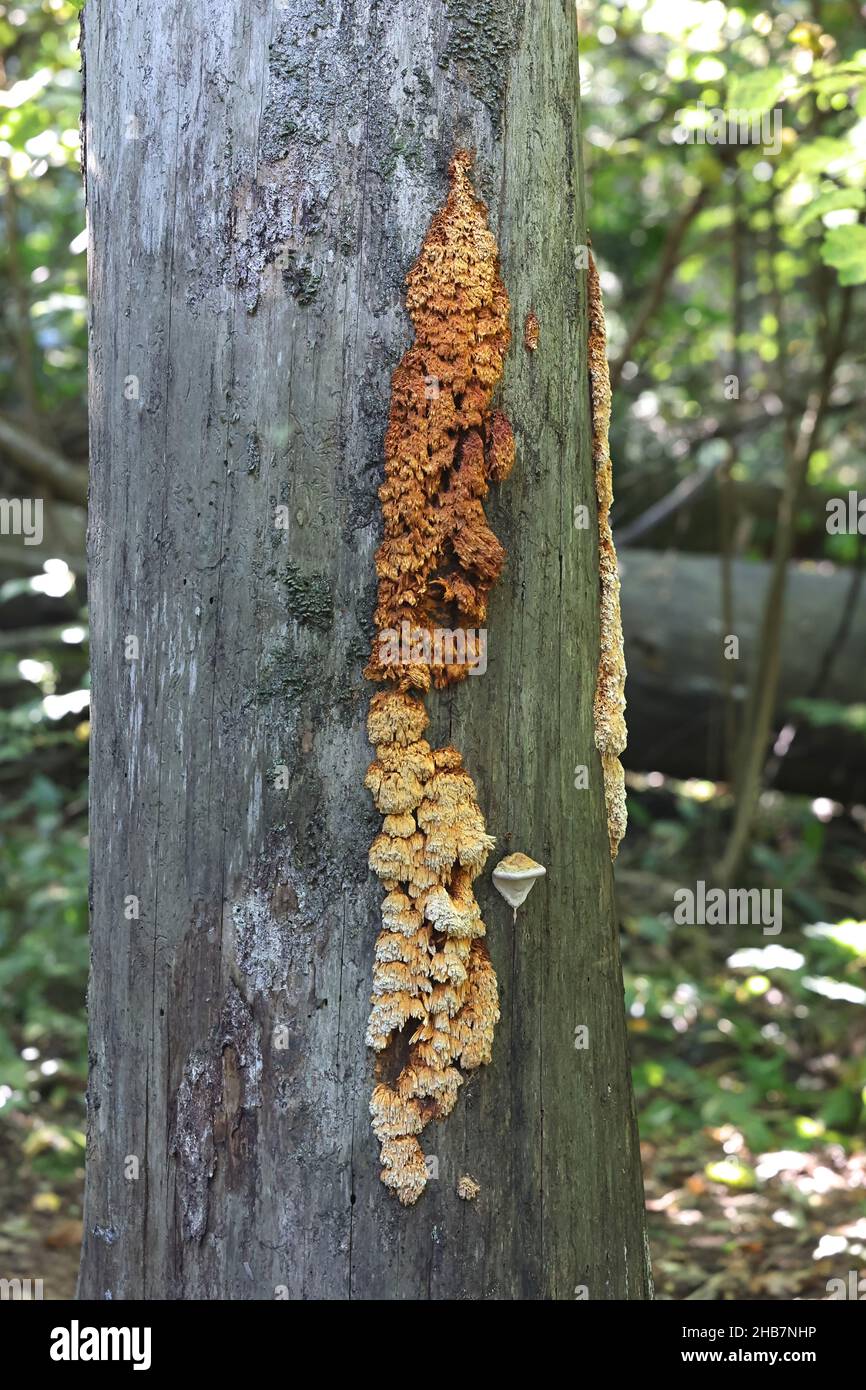 Pycnoporellus alboluteus, commonly known as the orange sponge polypore ...