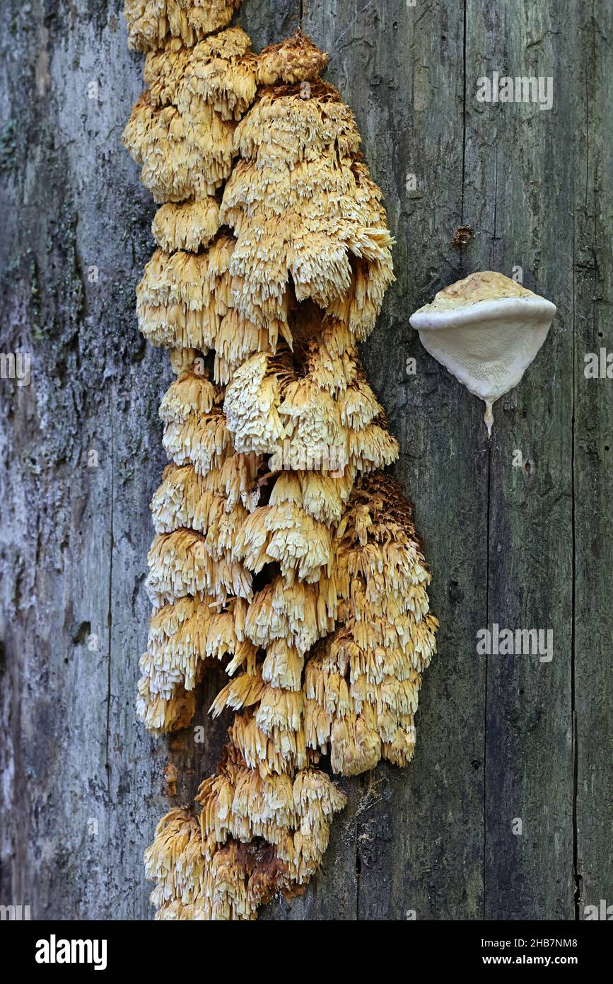 Pycnoporellus alboluteus, commonly known as the orange sponge polypore ...