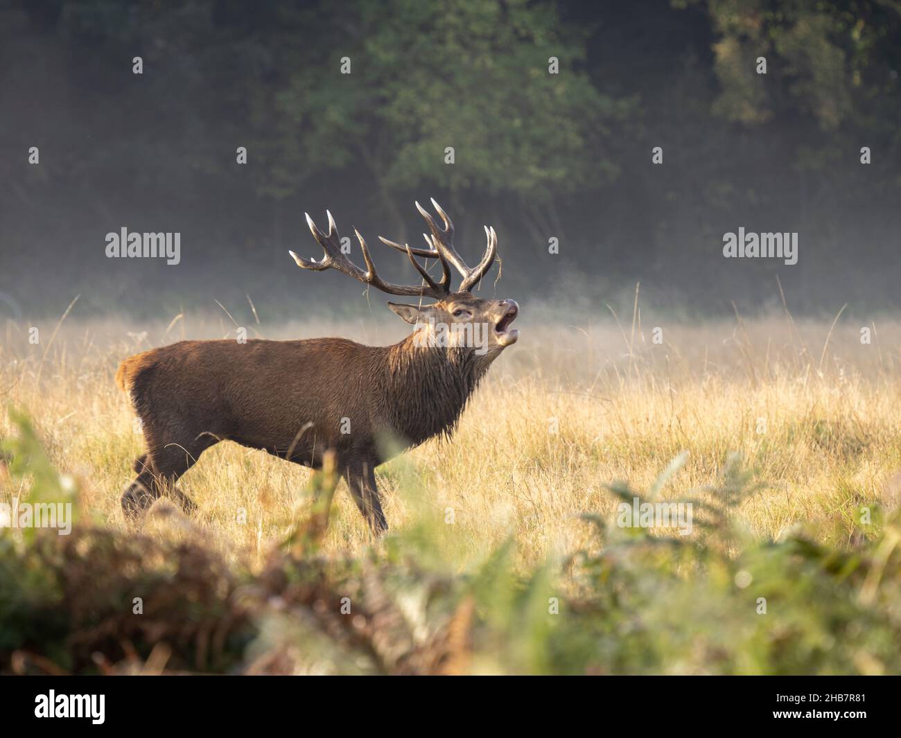 Red Deer Stag Bellowing at Dawn Stock Photo - Alamy