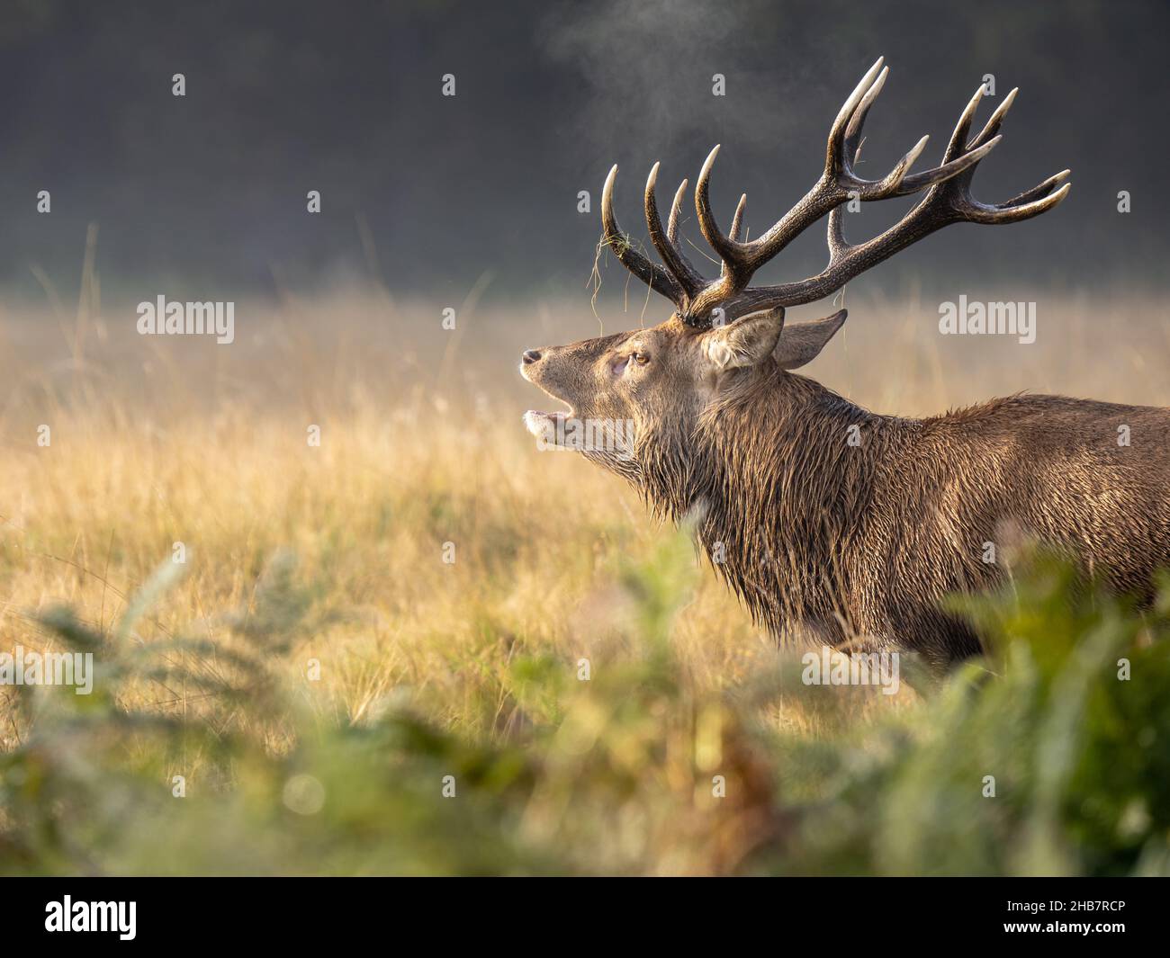 Red Deer Stag Bellowing at Dawn Stock Photo - Alamy