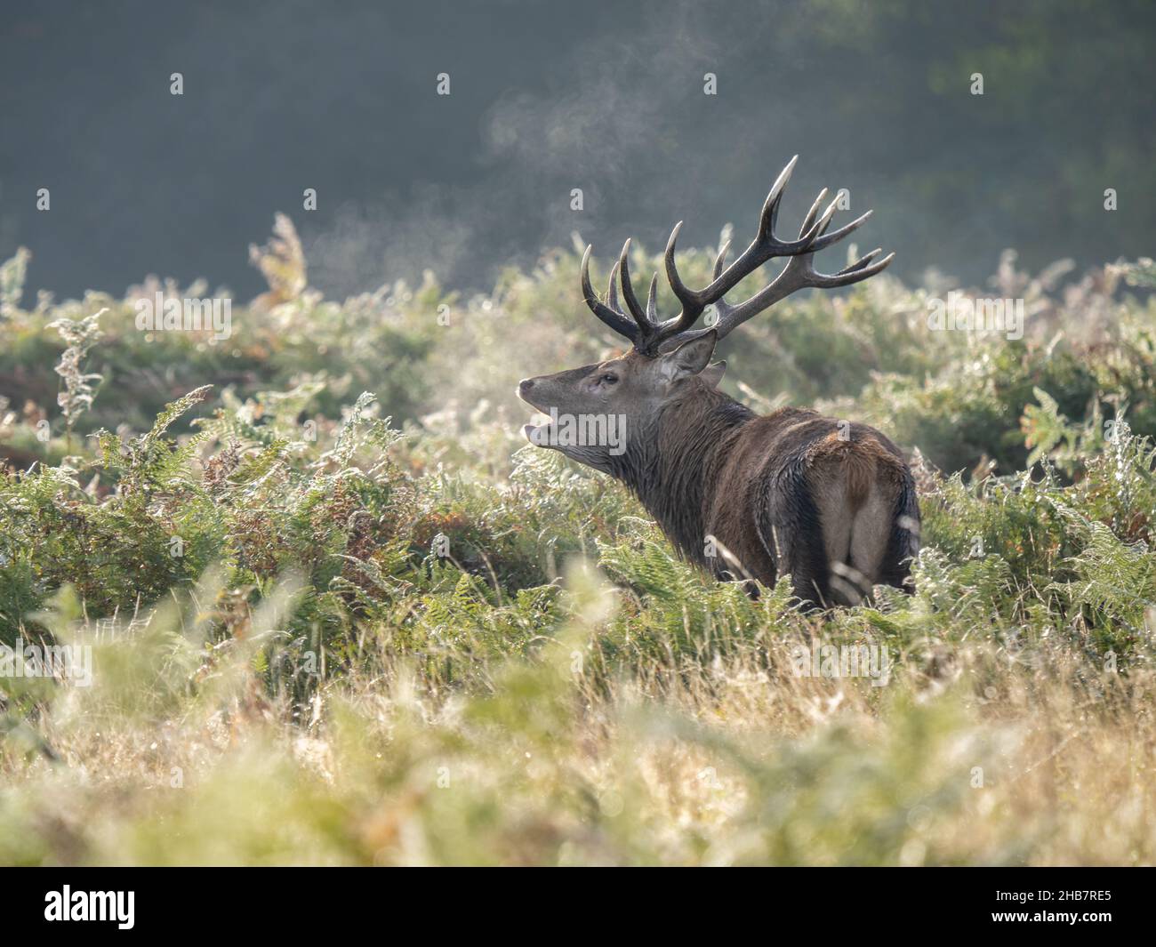 Stag sun rise hi-res stock photography and images - Alamy