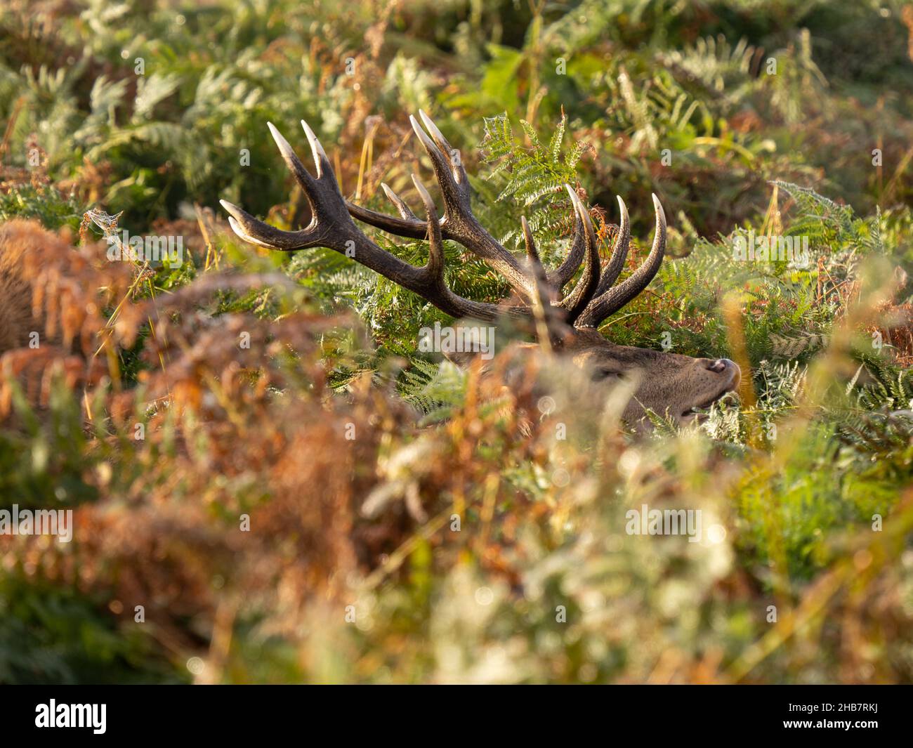 Red Deer Stag Antlers in Bracken Stock Photo - Alamy