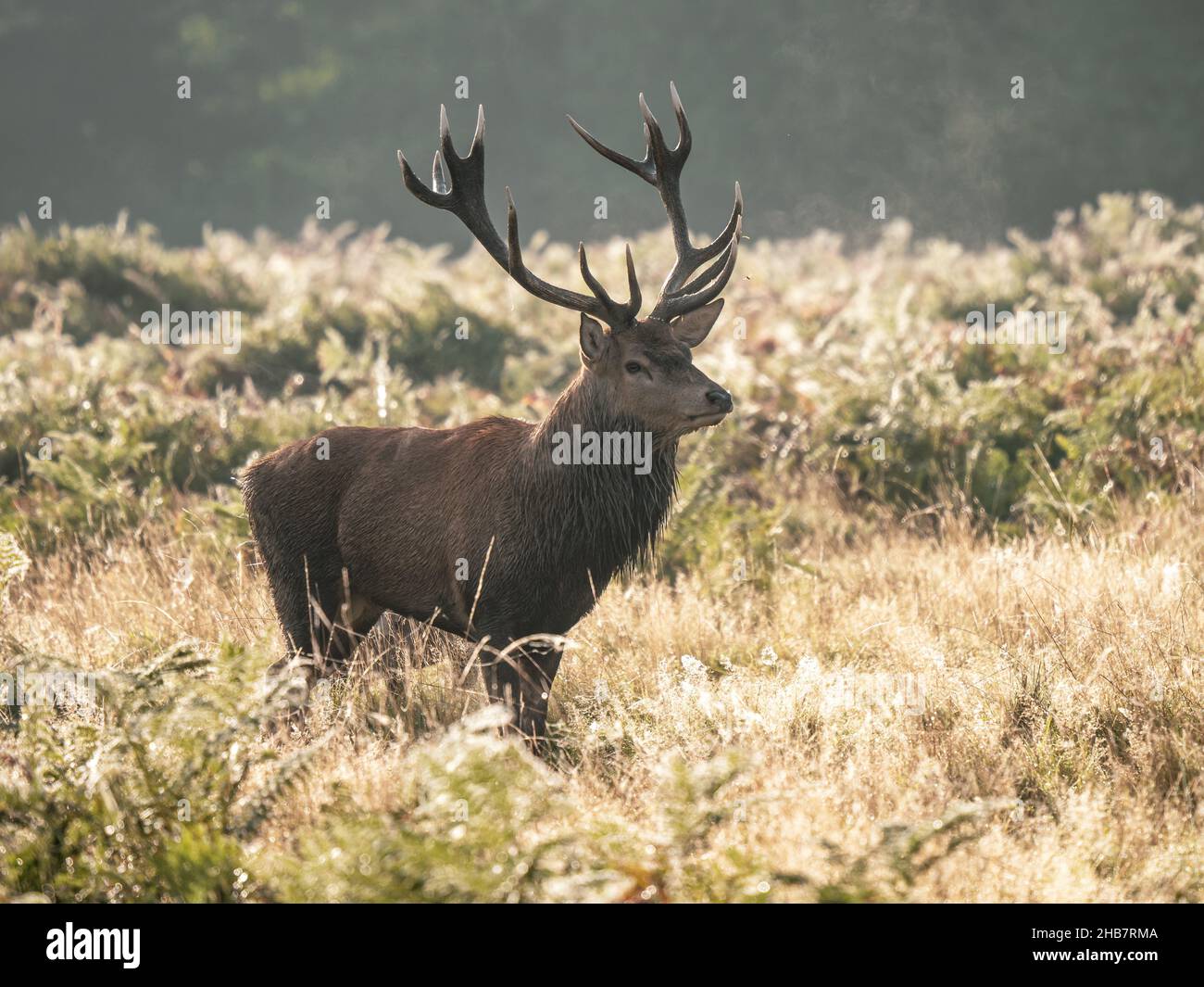 Red Deer Stag Bellowing at Dawn Stock Photo - Alamy